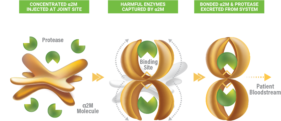 ALPHA2ACTIVE™ – CAREstream America